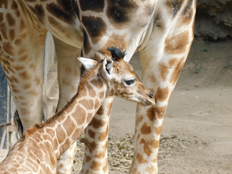 Nace jirafa en Centro de Conservación de Vida Silvestre de Chapultepec - Caudal Informativo